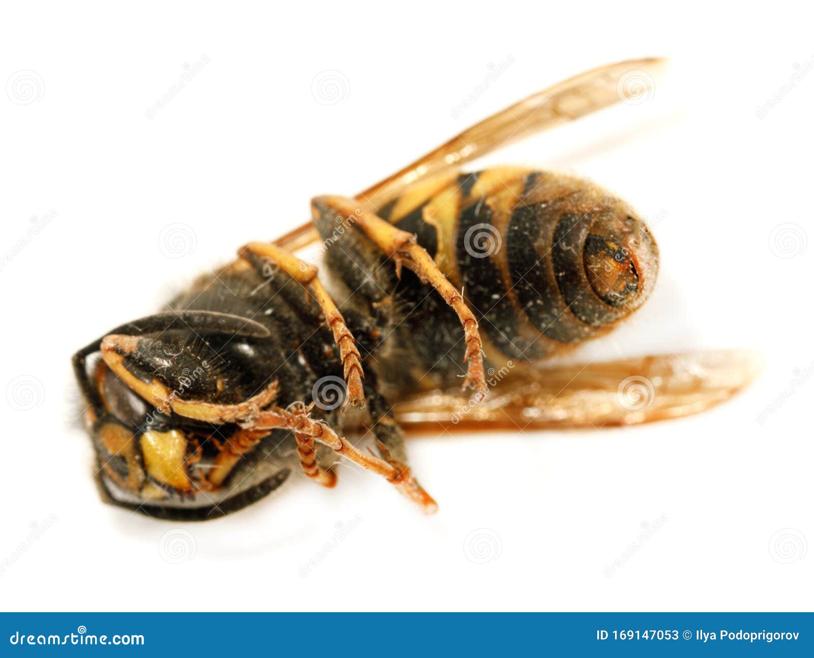 Dead Bee Wasp Isolated on White Background Stock Image - Image of ...