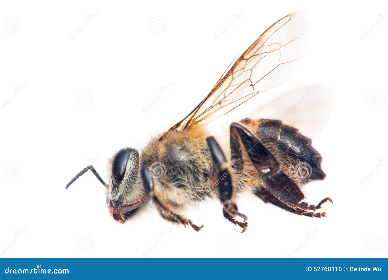 Dead bee stock photo. Image of insect, background, small - 52768110