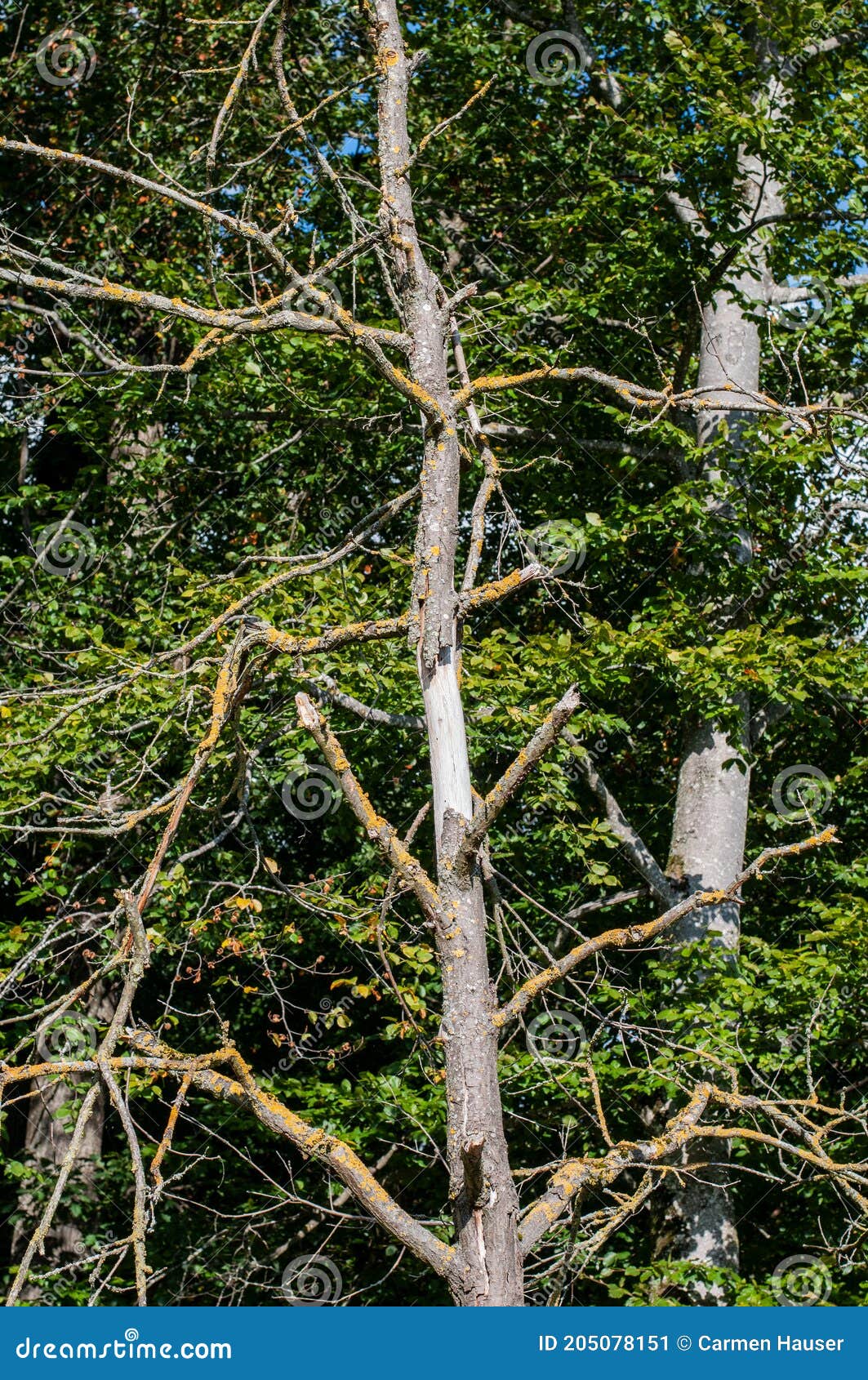 A Dead Beech Tree at Forest Edge Stock Image - Image of outside, bark ...