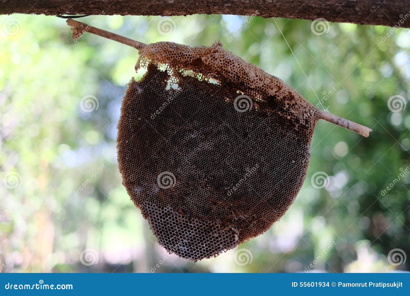 Dead Beehive stock photo. Image of colony, honeyed, honeycomb - 55601934