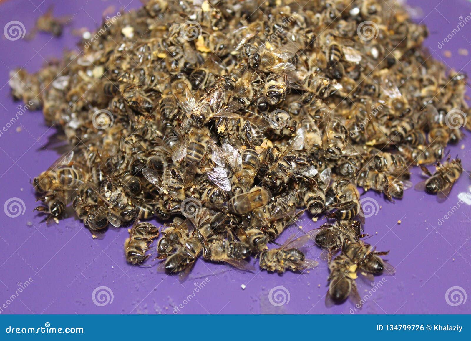 Dead bees in the apiary stock photo. Image of insecticides - 134799726