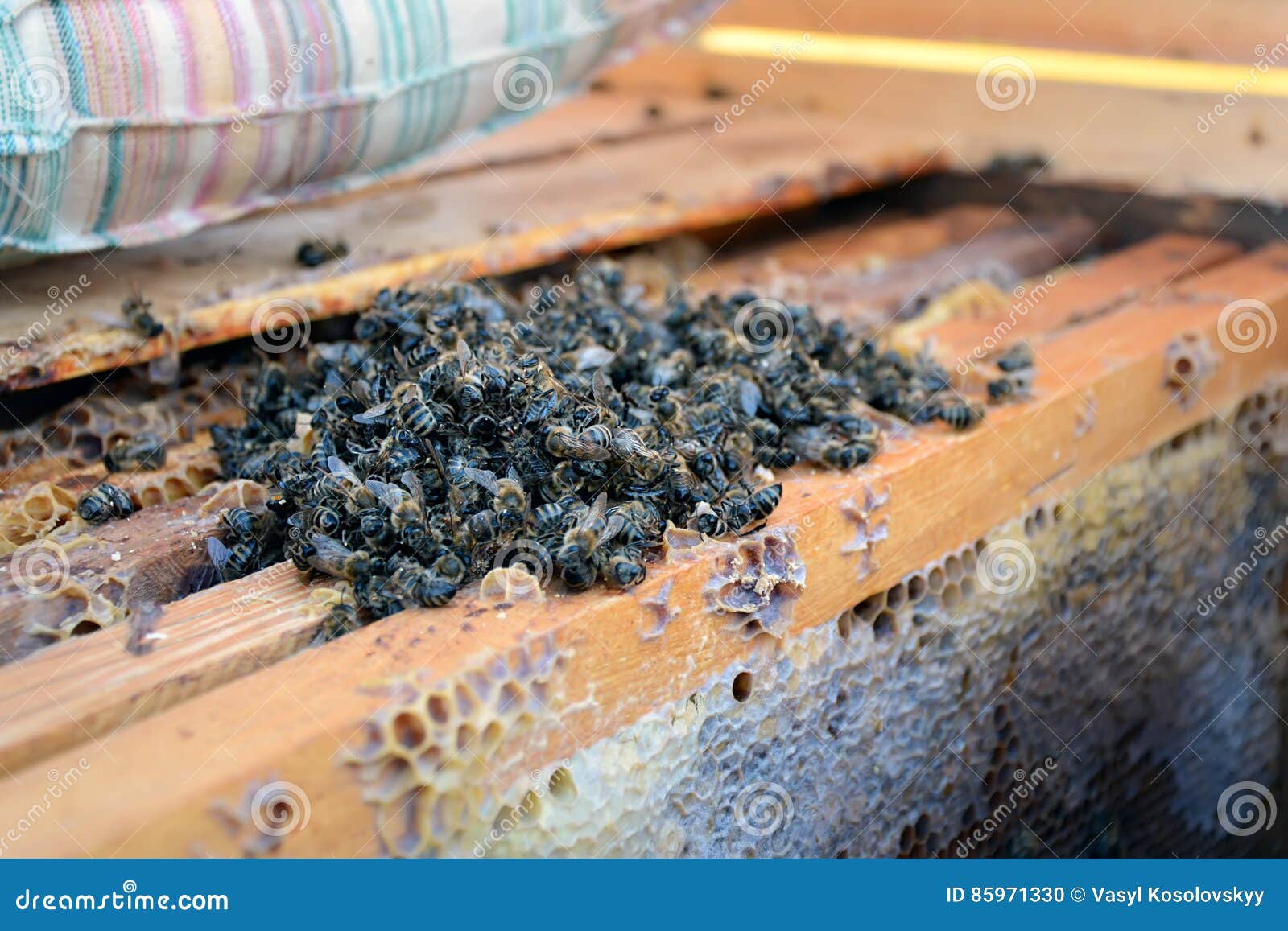 Dead Bees in the Hive To Honey Combs. Beekeeping. Stock Photo - Image ...