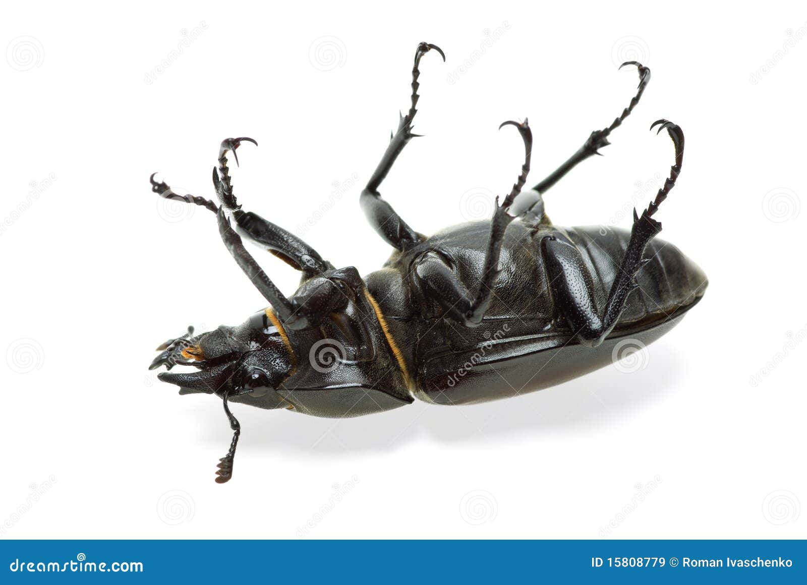 Royalty Free Images, Cartoons, Illustrations And Photos Designed By ...