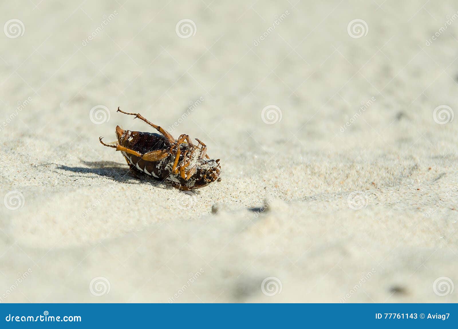 Dead beetle stock image. Image of hygiene, epidemic, control - 77761143