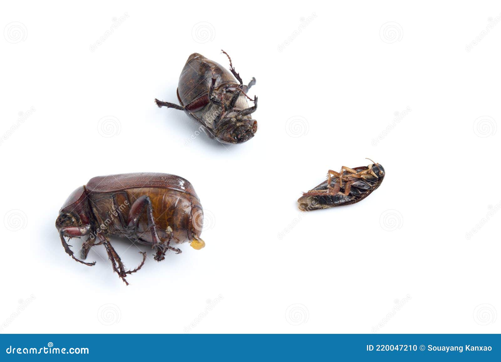 Dead Beetle Insect, 3 Insect Closeup Stock Photo - Image of closeup ...