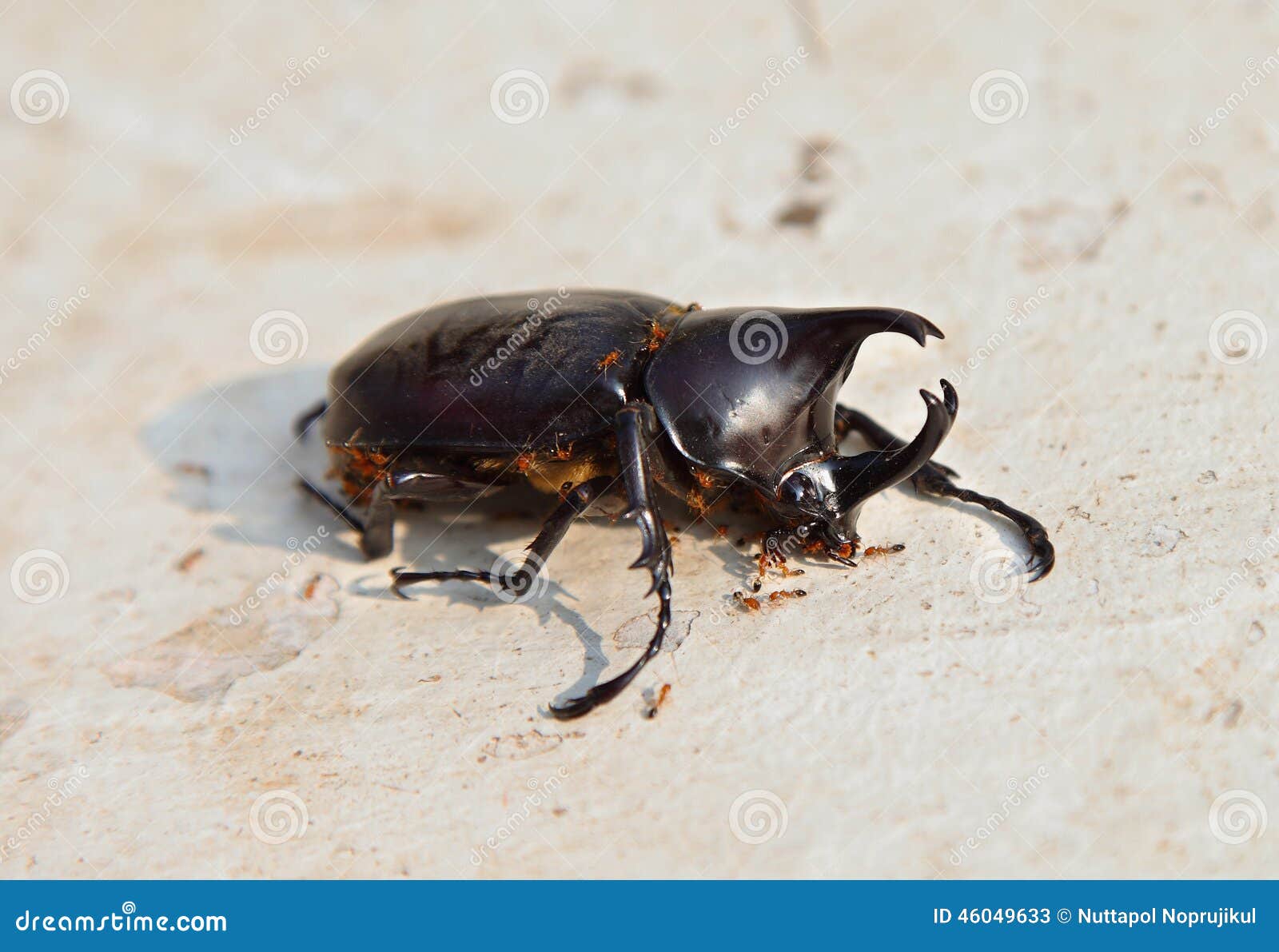 Dead Beetle-Rhinoceros Beetle Stock Image - Image of hair, beetle: 46049633