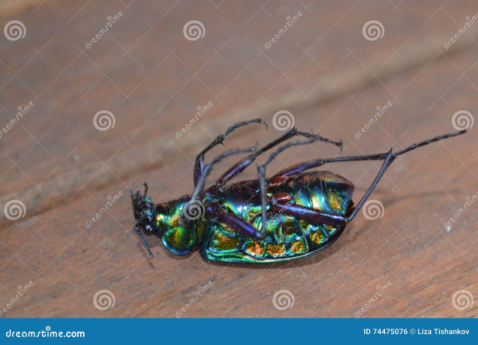 Dead beetle stock photo. Image of timber, plank, deceased - 74475076