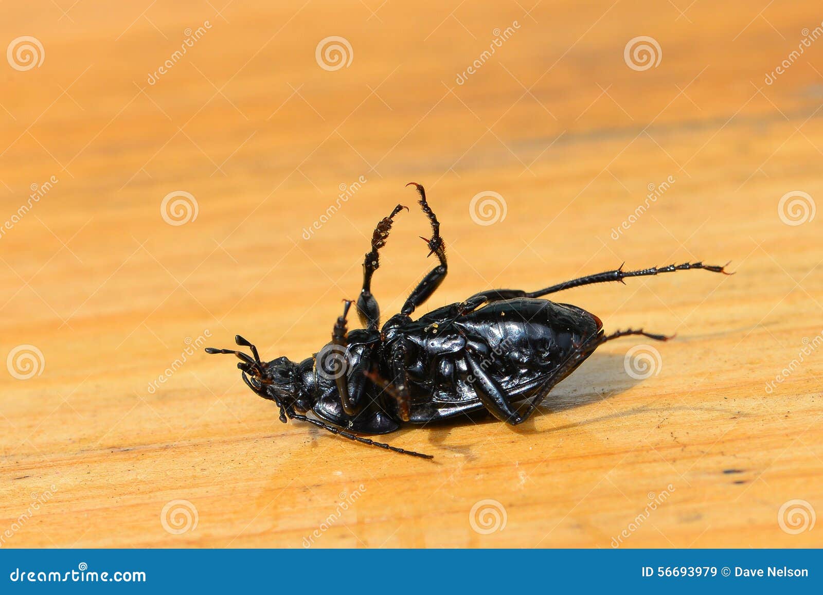 Dead beetle stock image. Image of creature, dead, insect - 56693979