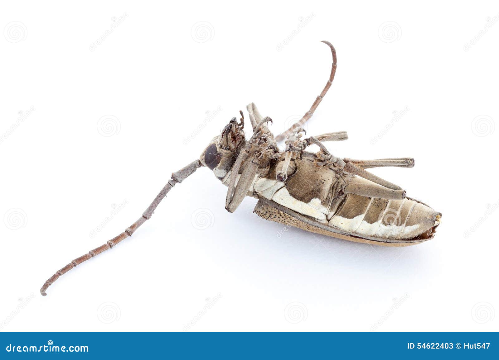 Dead beetle stock image. Image of wildlife, borer, nature - 54622403