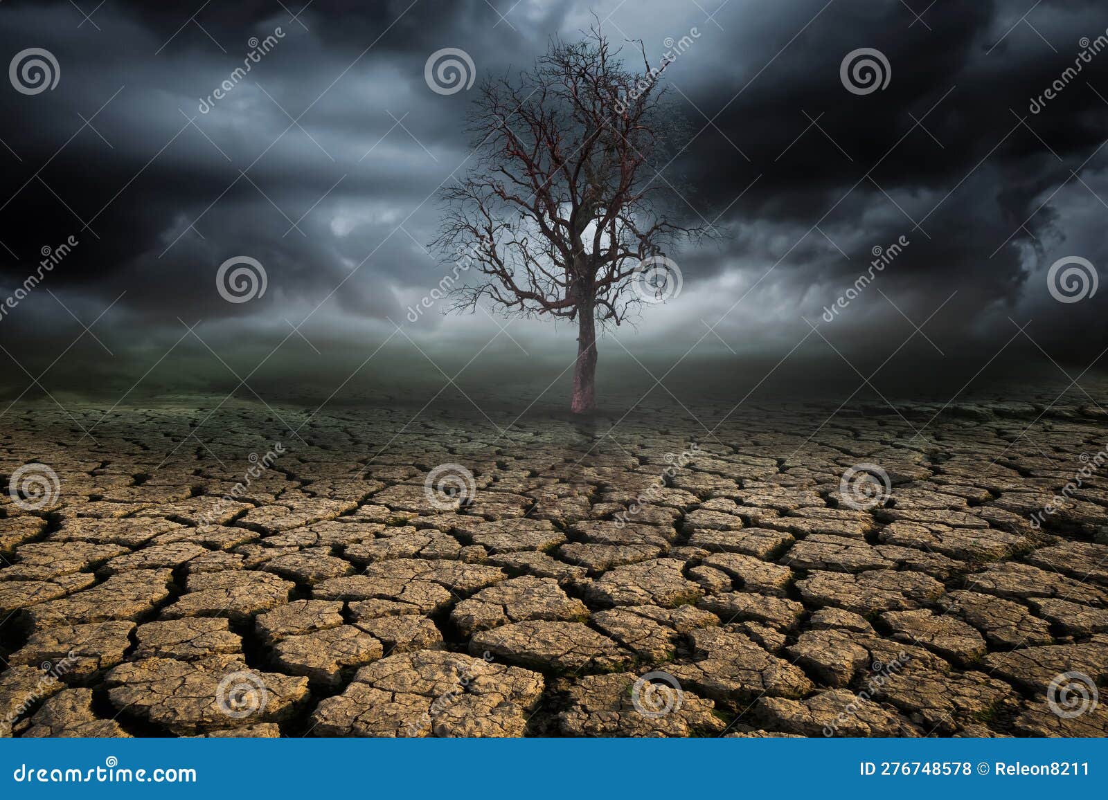 Dead Big Tree in a Dry Area the Soil is Cracked during and Rain Stock ...
