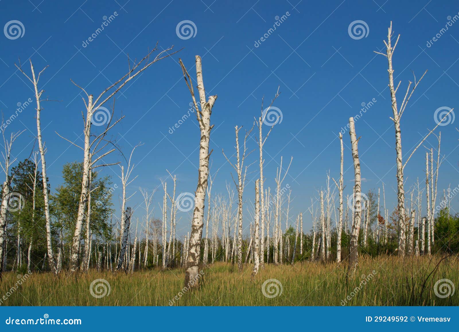 Dead birch grove stock photo. Image of landscape, town - 29249592