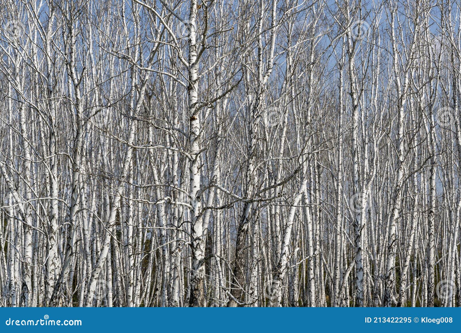 Dead Birch Trees Siberia stock image. Image of scenic - 213422295