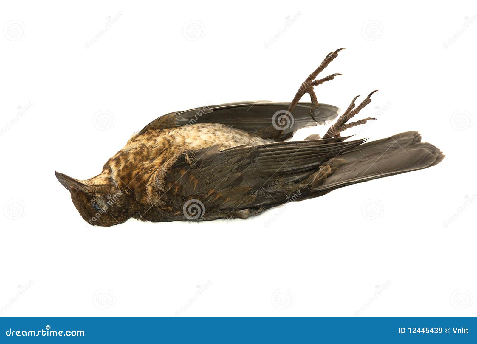 Dead bird stock image. Image of kill, victim, bird, pollution - 12445439