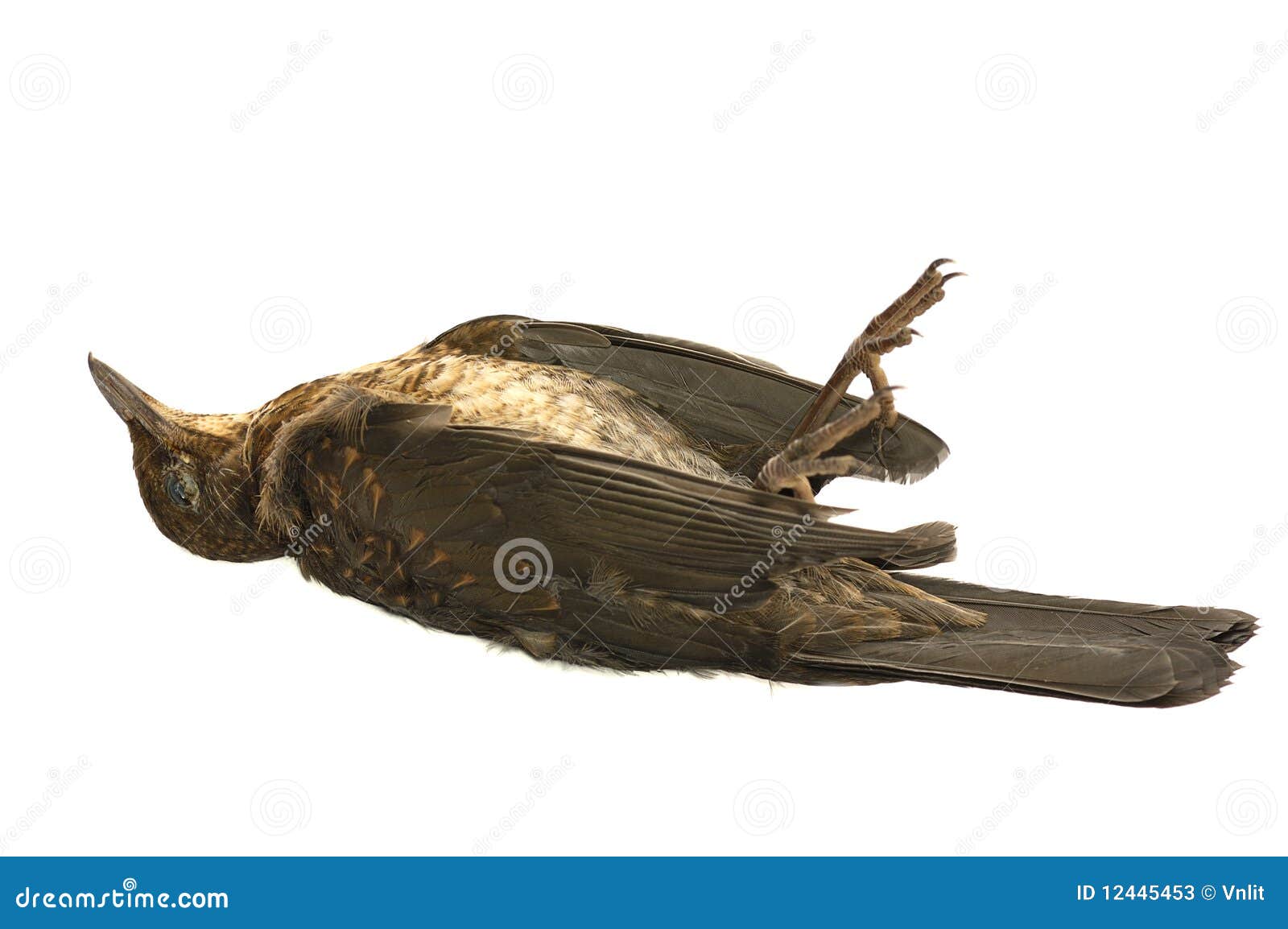 Dead bird stock image. Image of nest, bird, atrocity - 12445453