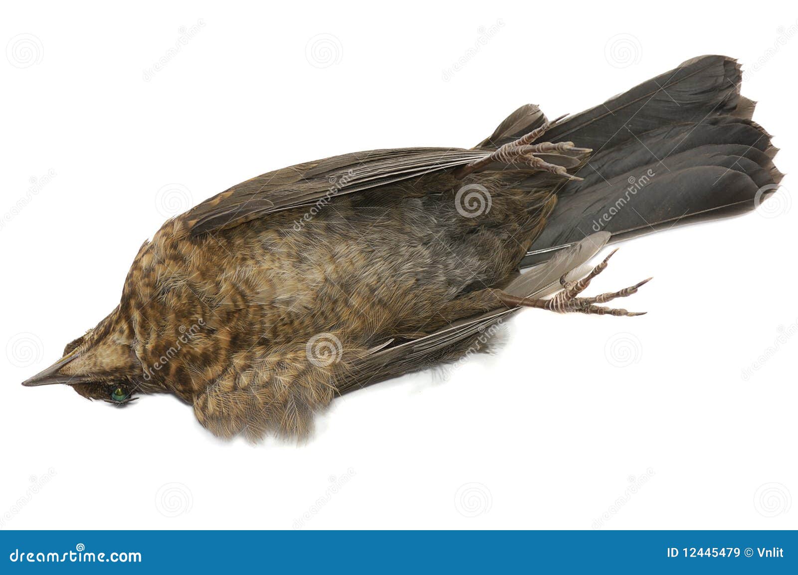 Dead bird stock image. Image of bird, nature, died, kill - 12445479