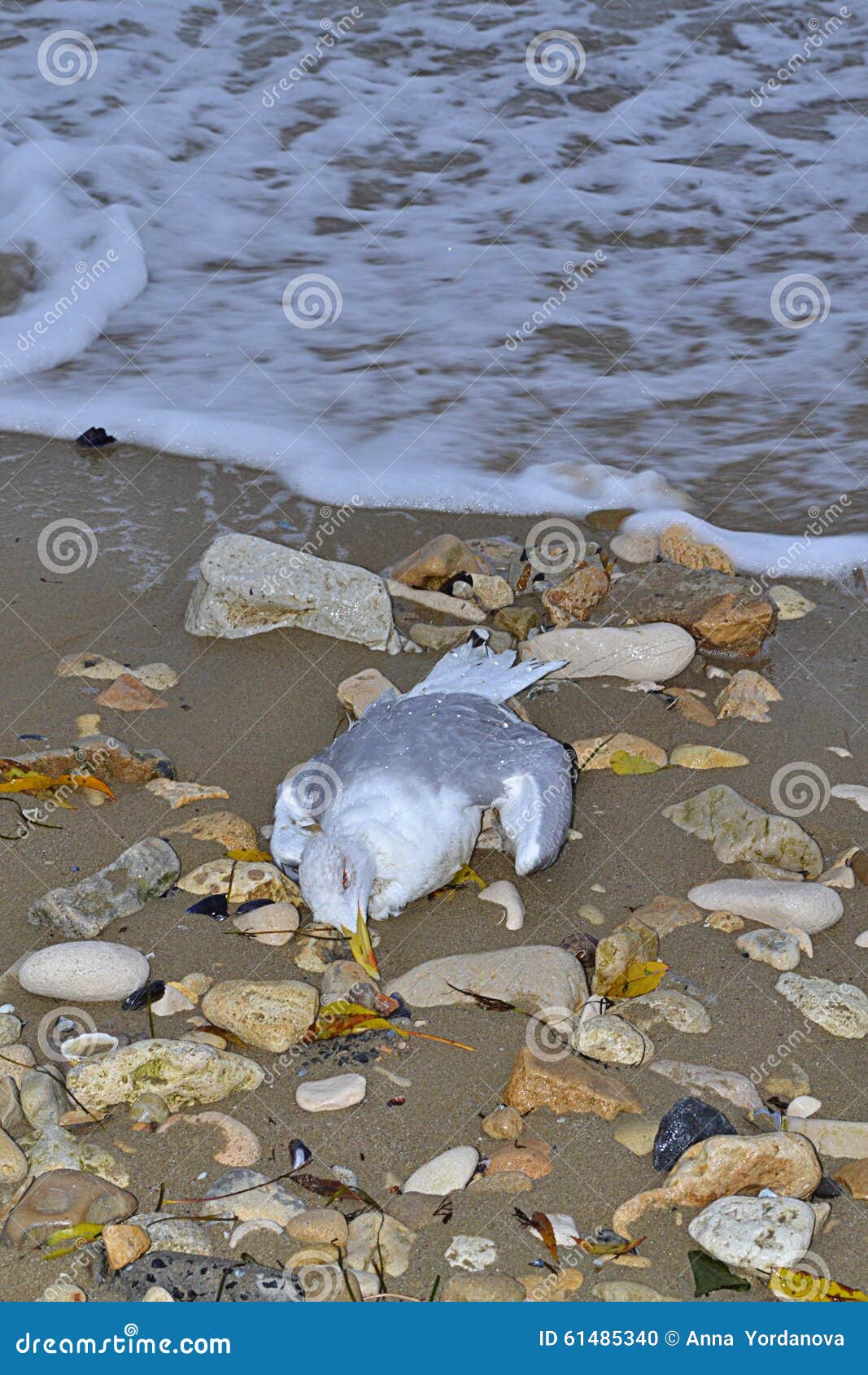 Dead bird on beach stock photo. Image of beach, surf - 61485340