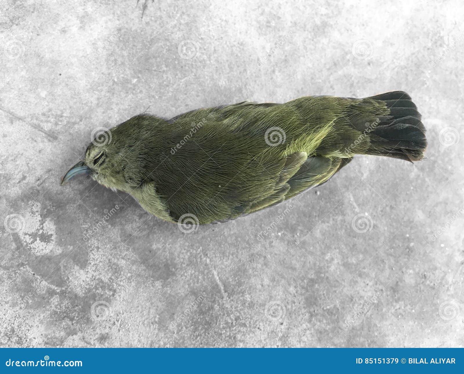 Dead bird stock image. Image of black, death, nature - 85151379