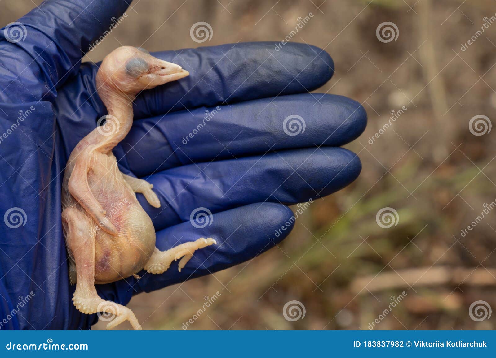 A Dead Bird Chick Falling Out of the Nest Stock Photo - Image of ...