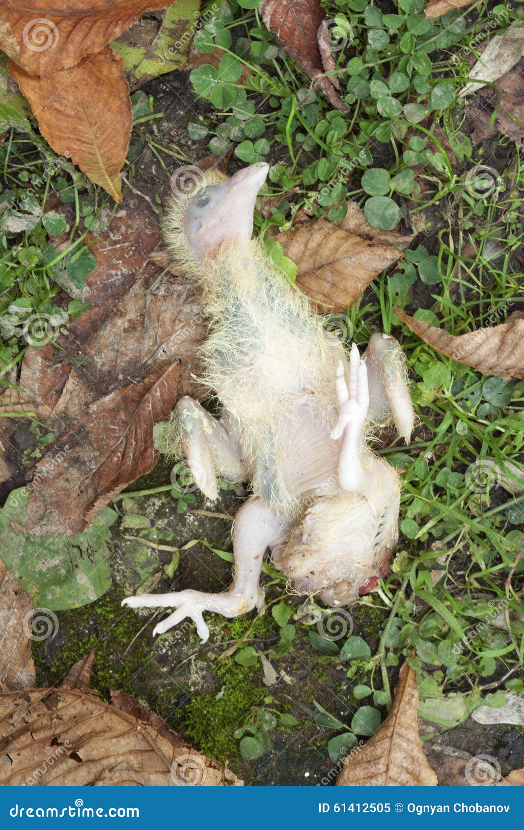 Dead bird stock image. Image of ornithology, lying, head - 61412505