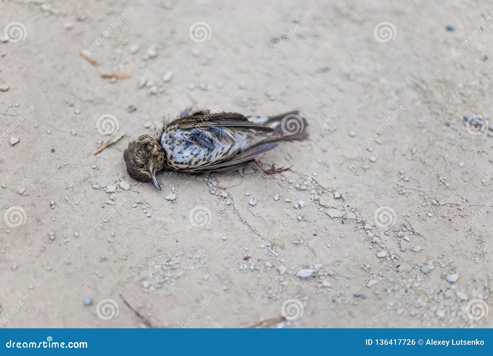 Dead Bird on Concrete Floor Stock Photo - Image of little, life: 136417726