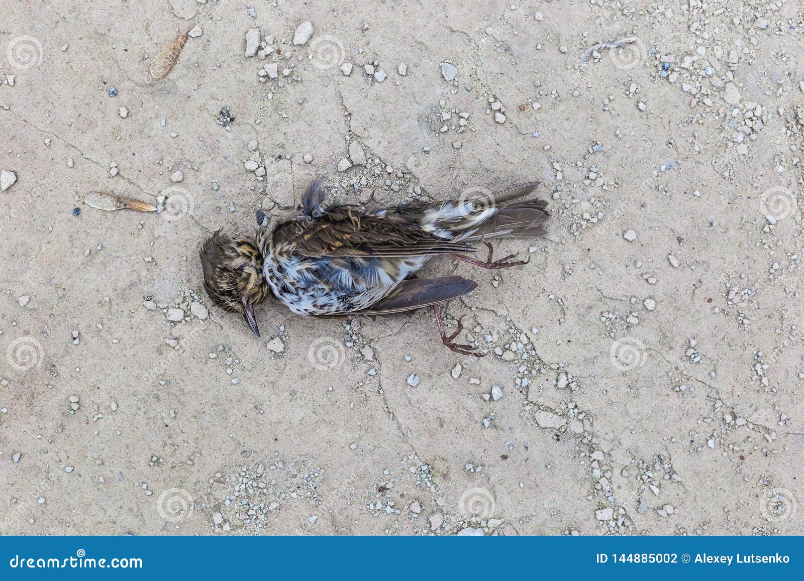 Dead Bird on Concrete Floor Stock Photo - Image of concept, death ...