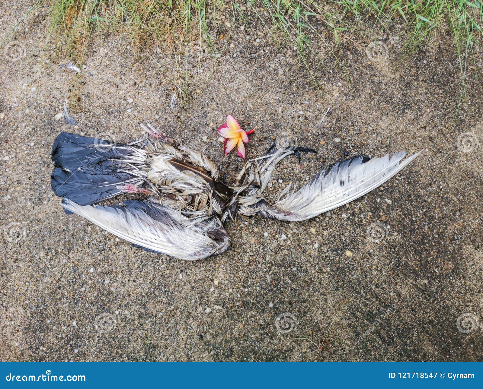 Dead Bird Corpse Lying on the Ground, Decaying Cadaver of Bird Stock ...