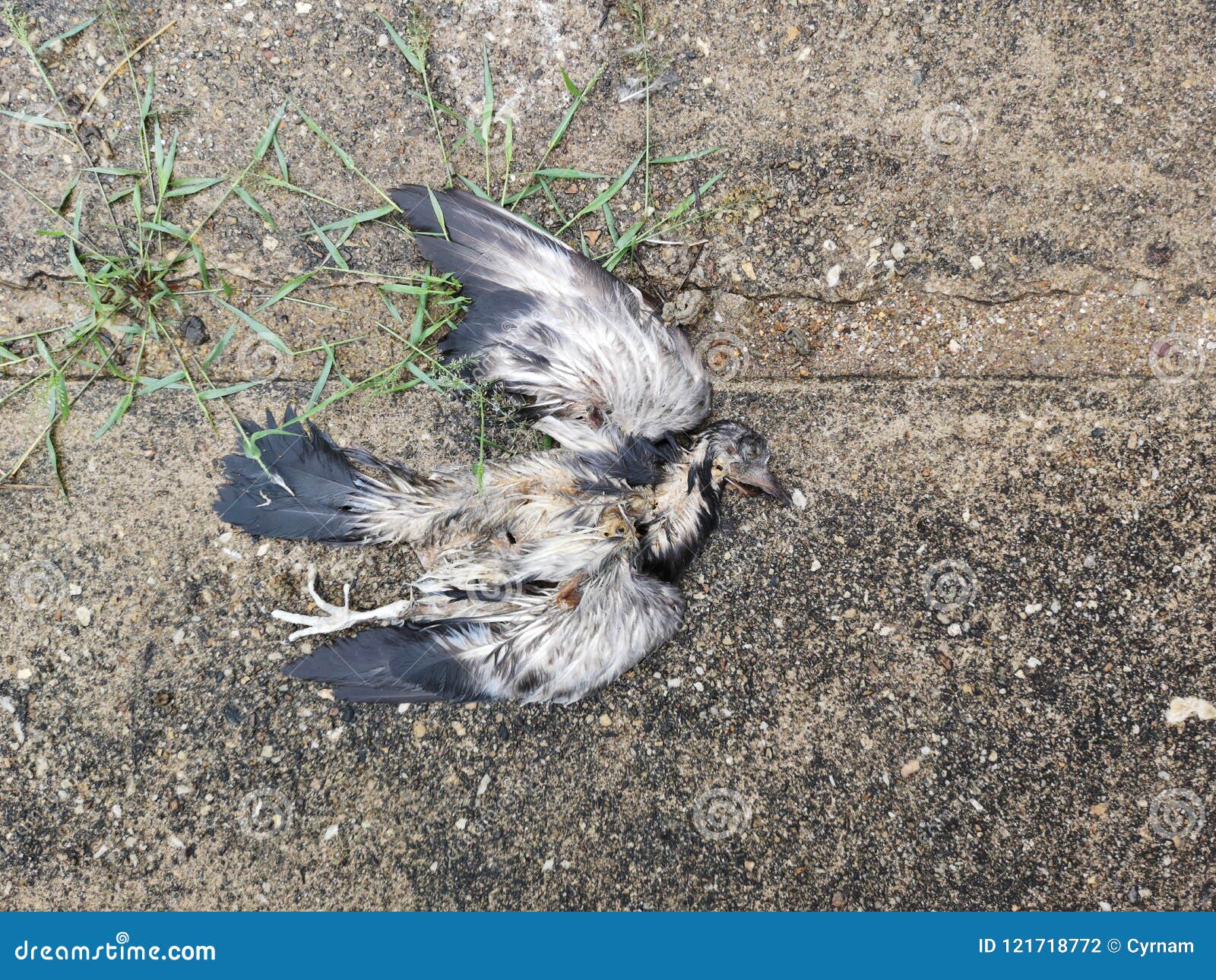 Dead Bird Corpse Lying on the Ground, Decaying Cadaver of Bird Stock ...