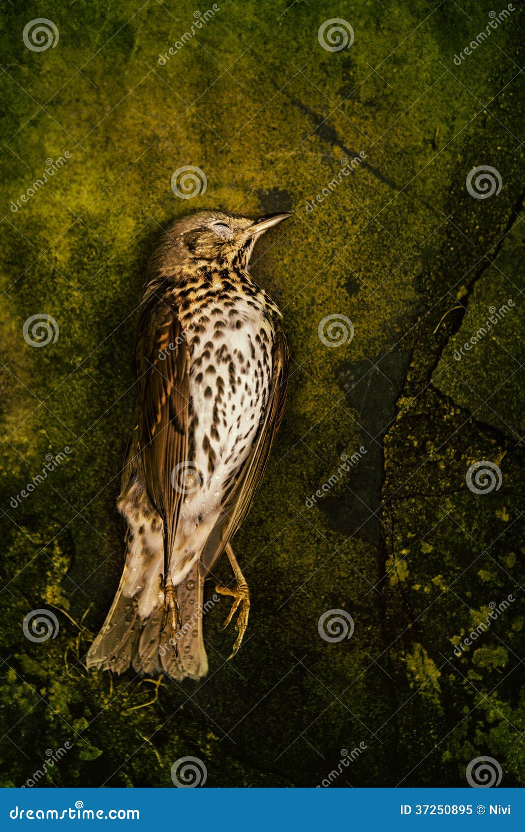 Dead bird, death concept stock image. Image of metaphor - 37250895
