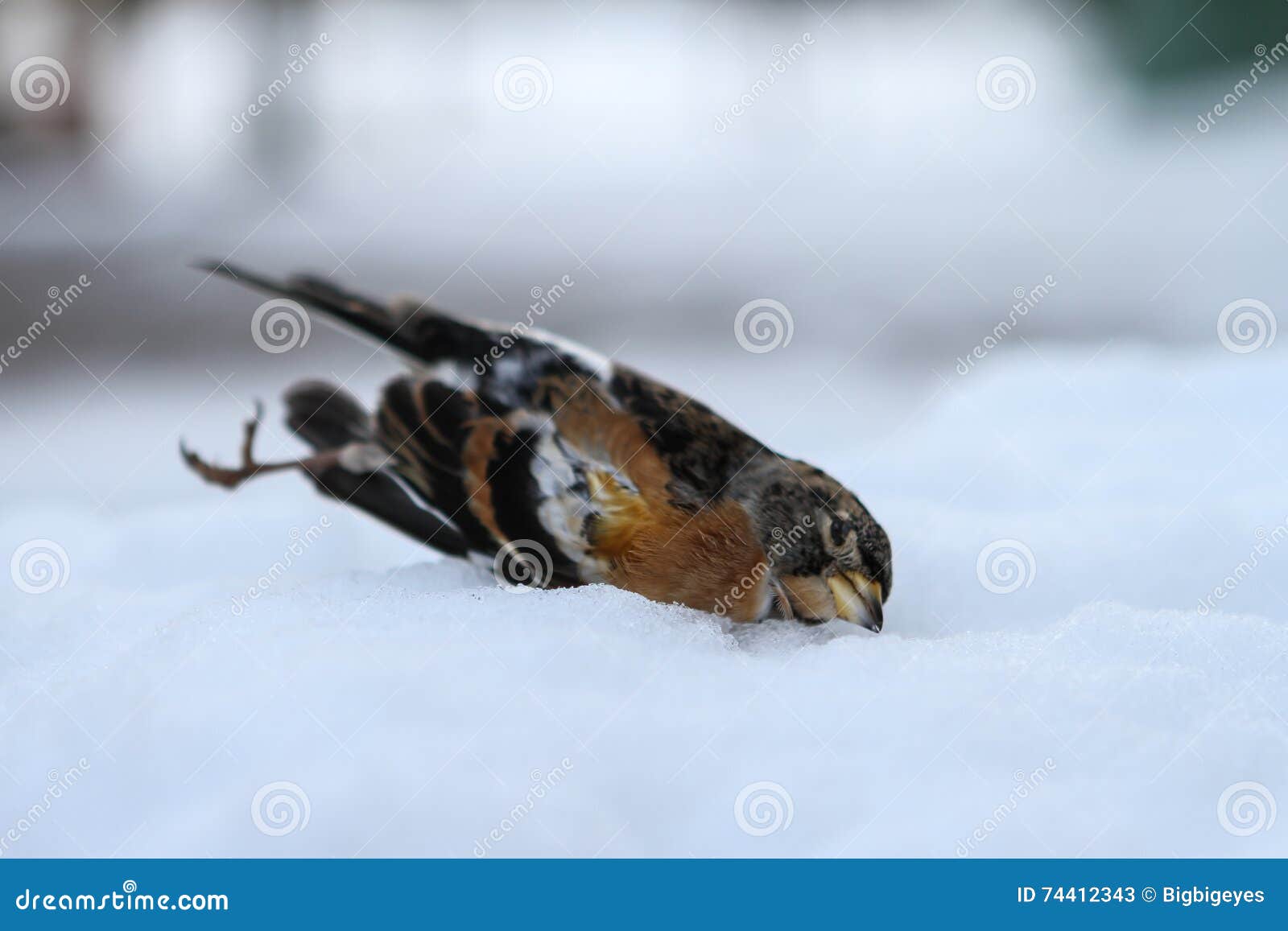 Dead Bird Due To the Harsh Cold Winter Stock Image - Image of cruel ...