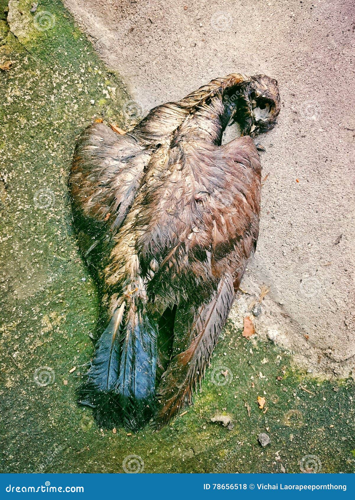 Dead bird on floor stock photo. Image of magic, pollution - 78656518