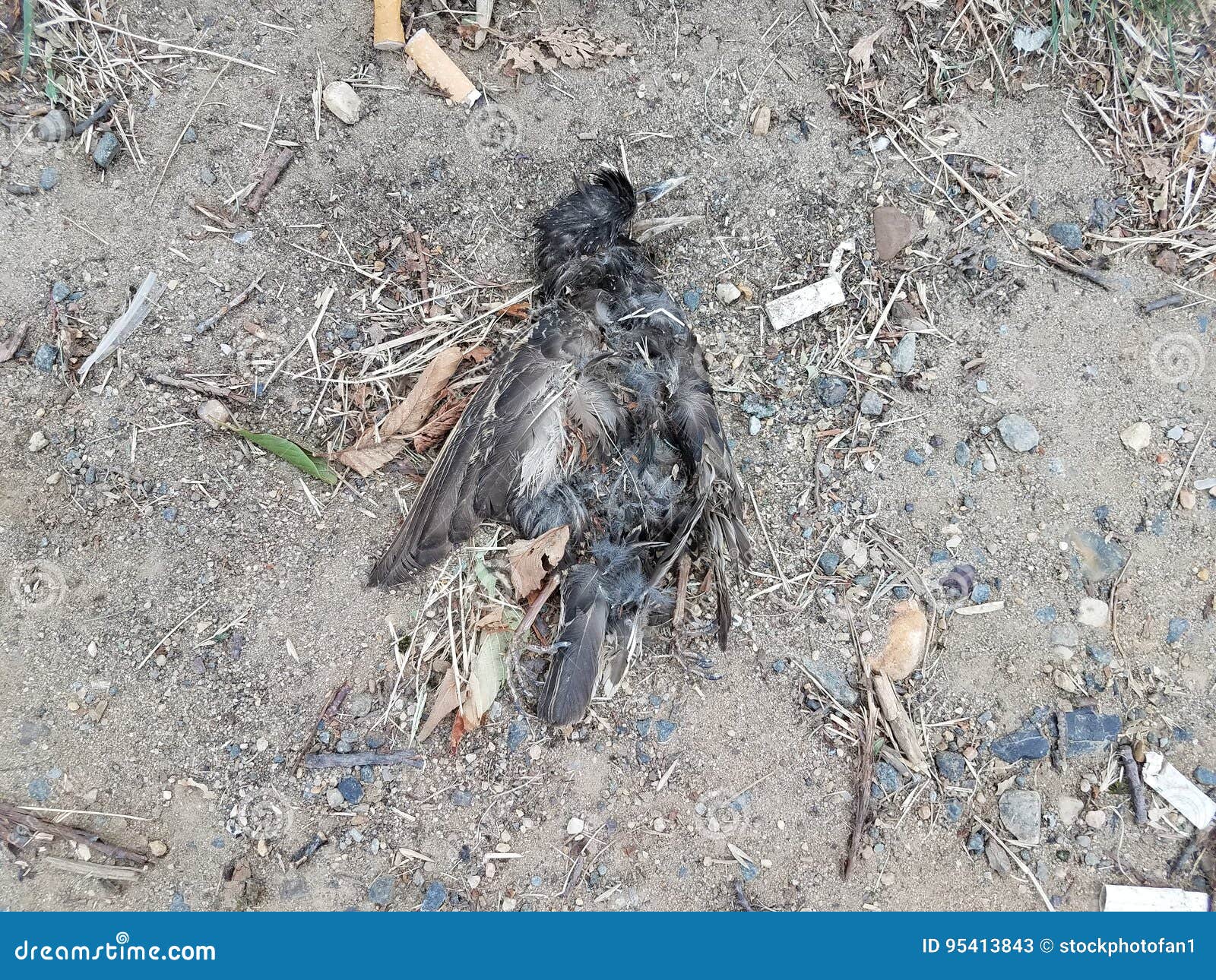 Dead bird on ground stock image. Image of dead, black - 95413843