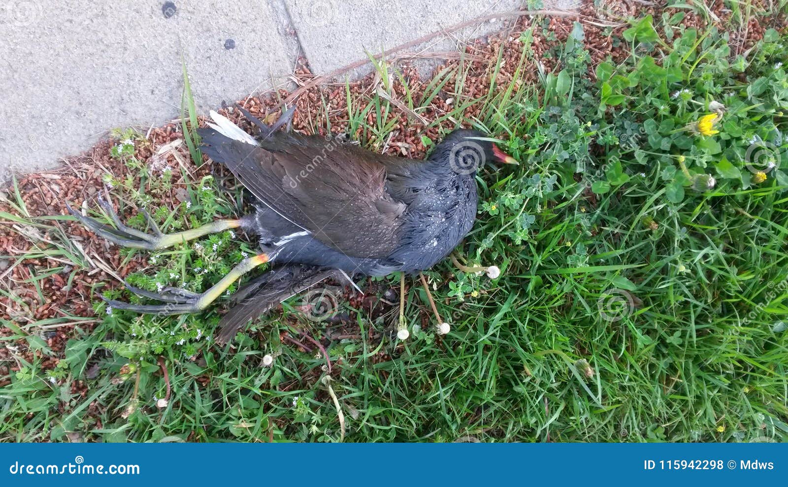 Dead bird stock photo. Image of grass, city, ground - 115942298