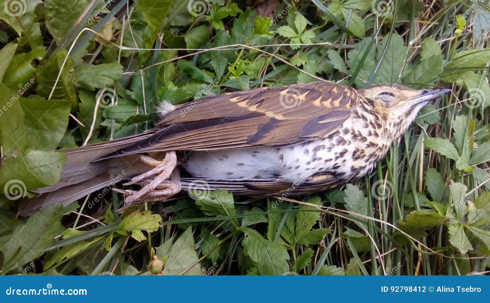 Dead bird on the ground stock photo. Image of lying, feathers - 92798412
