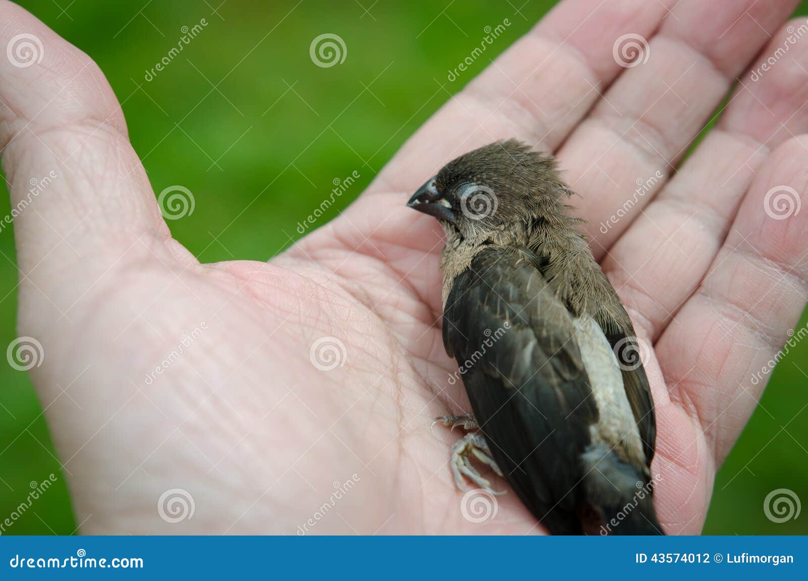 Dead bird in hand stock photo. Image of green, shine - 43574012