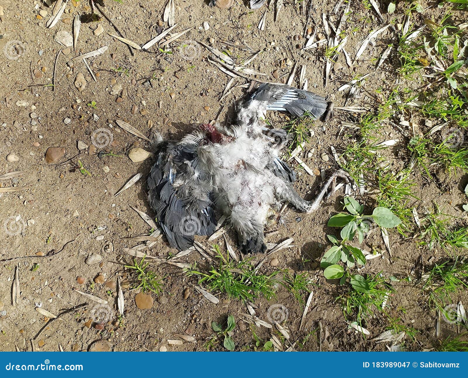 Dead Bird Lies on the Ground. the Remains of a Dead Dove Stock Image ...