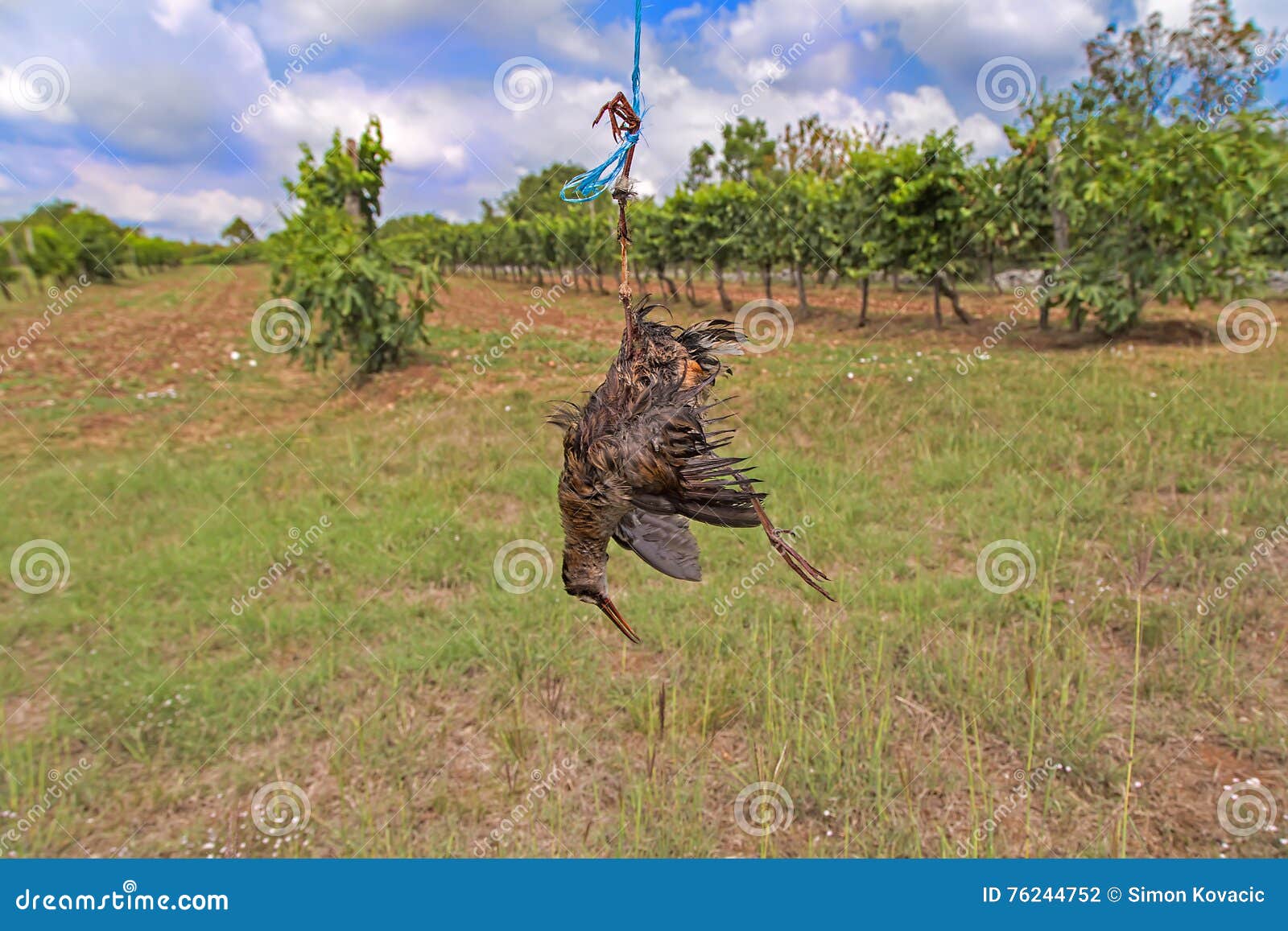 Bird Scarecrow Royalty-Free Stock Photography | CartoonDealer.com ...