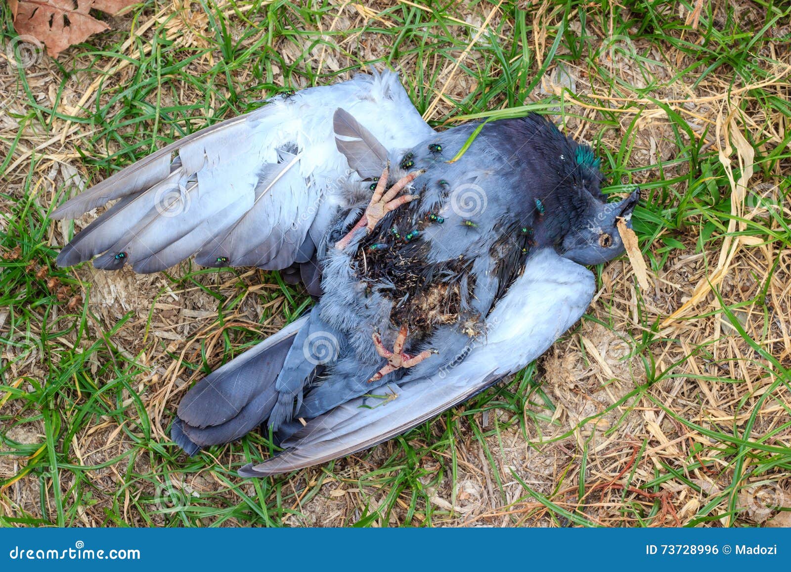 Dead Bird stock photo. Image of foot, avian, life, dove - 73728996