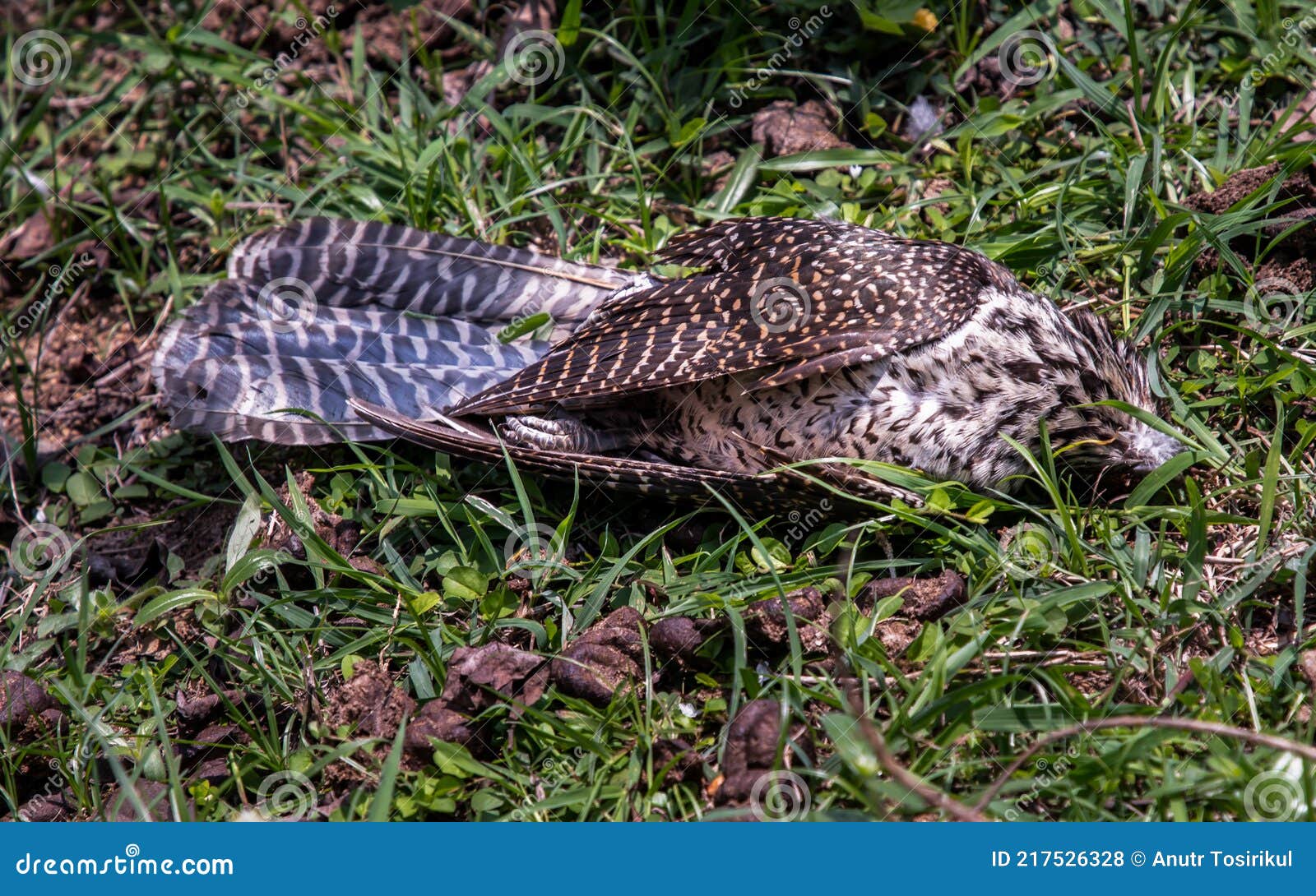Dead Bird Lying on the Grass in the Park. Corpse of a Bird Stock Photo ...