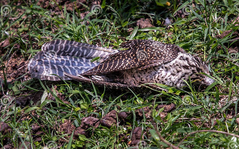 Dead Bird Lying on the Grass in the Park. Corpse of a Bird Stock Photo ...