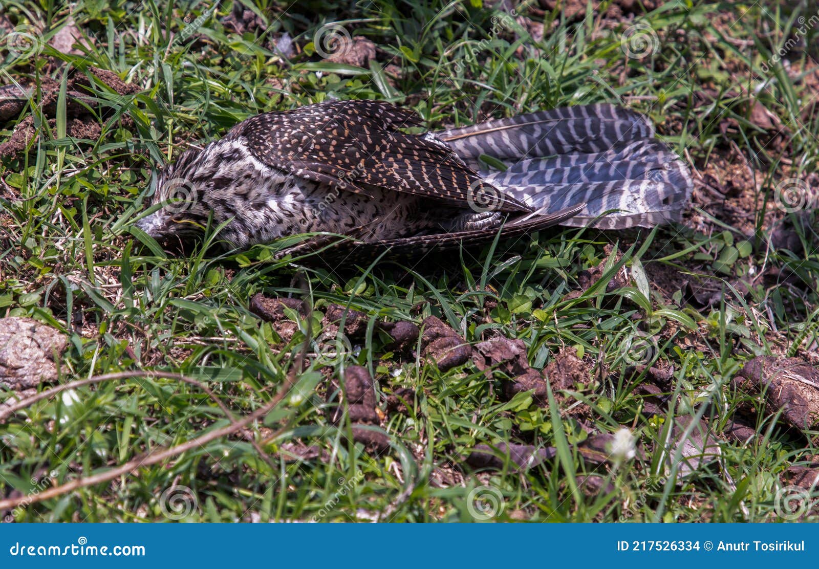 Dead Bird Lying on the Grass in the Park. Corpse of a Bird Stock Photo ...