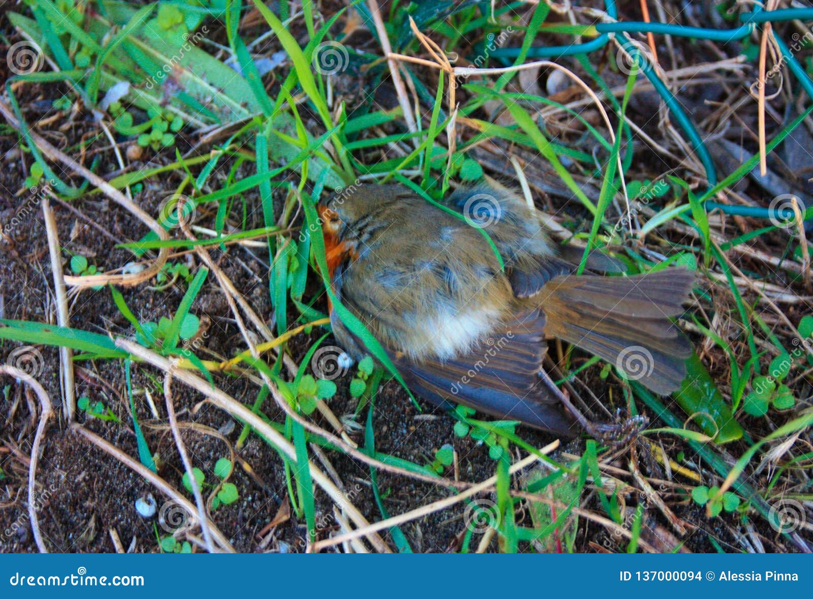 A Dead Bird Lying on the Ground Lying on the Green Grass. Inert Stock ...