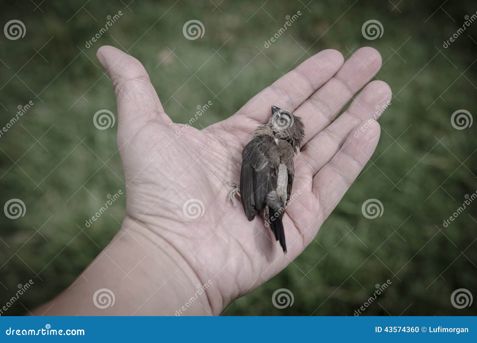 Dead bird stock photo. Image of bright, natural, dead - 43574360