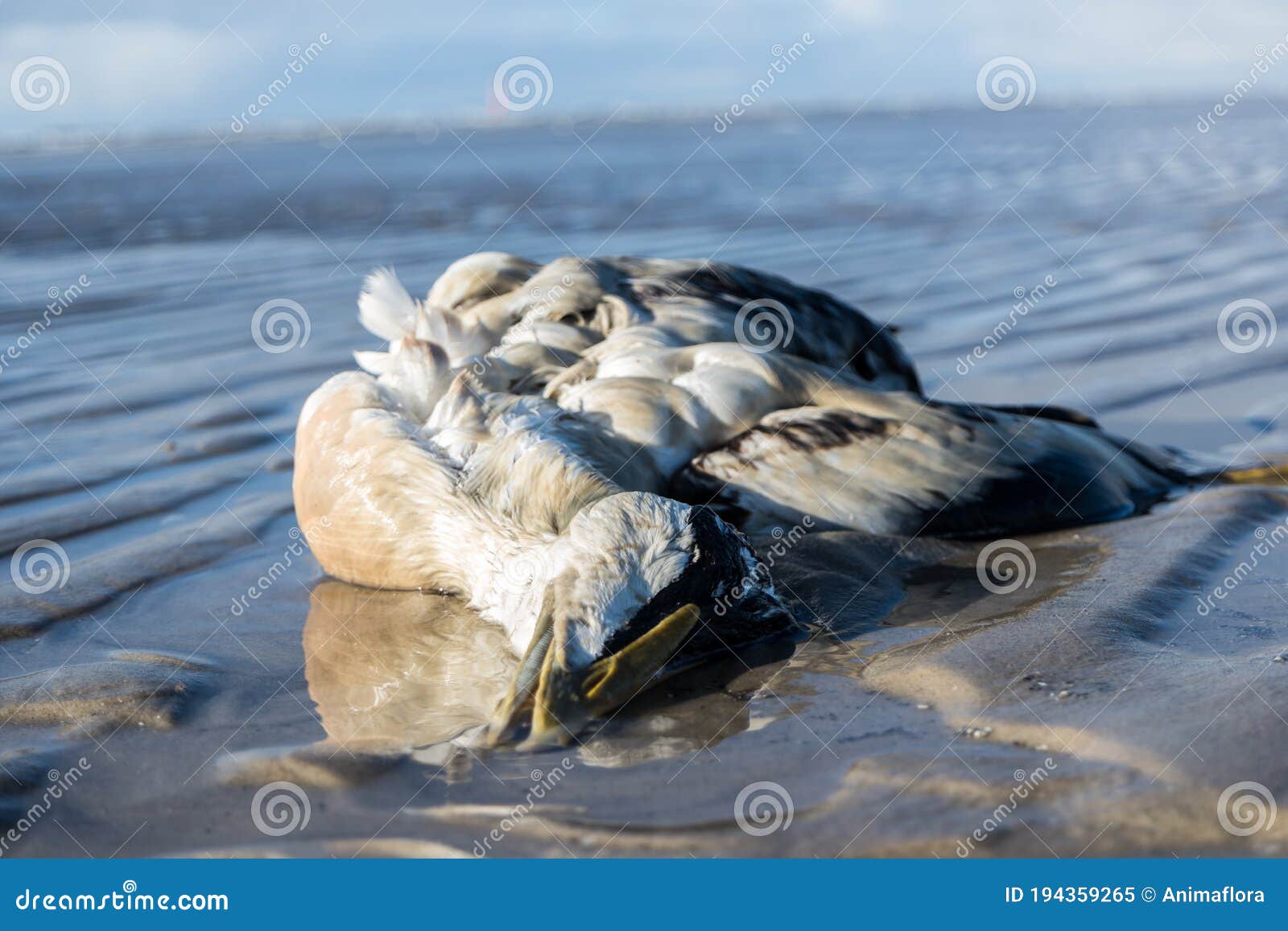 Dead bird at the sea stock image. Image of north, gannet - 194359265