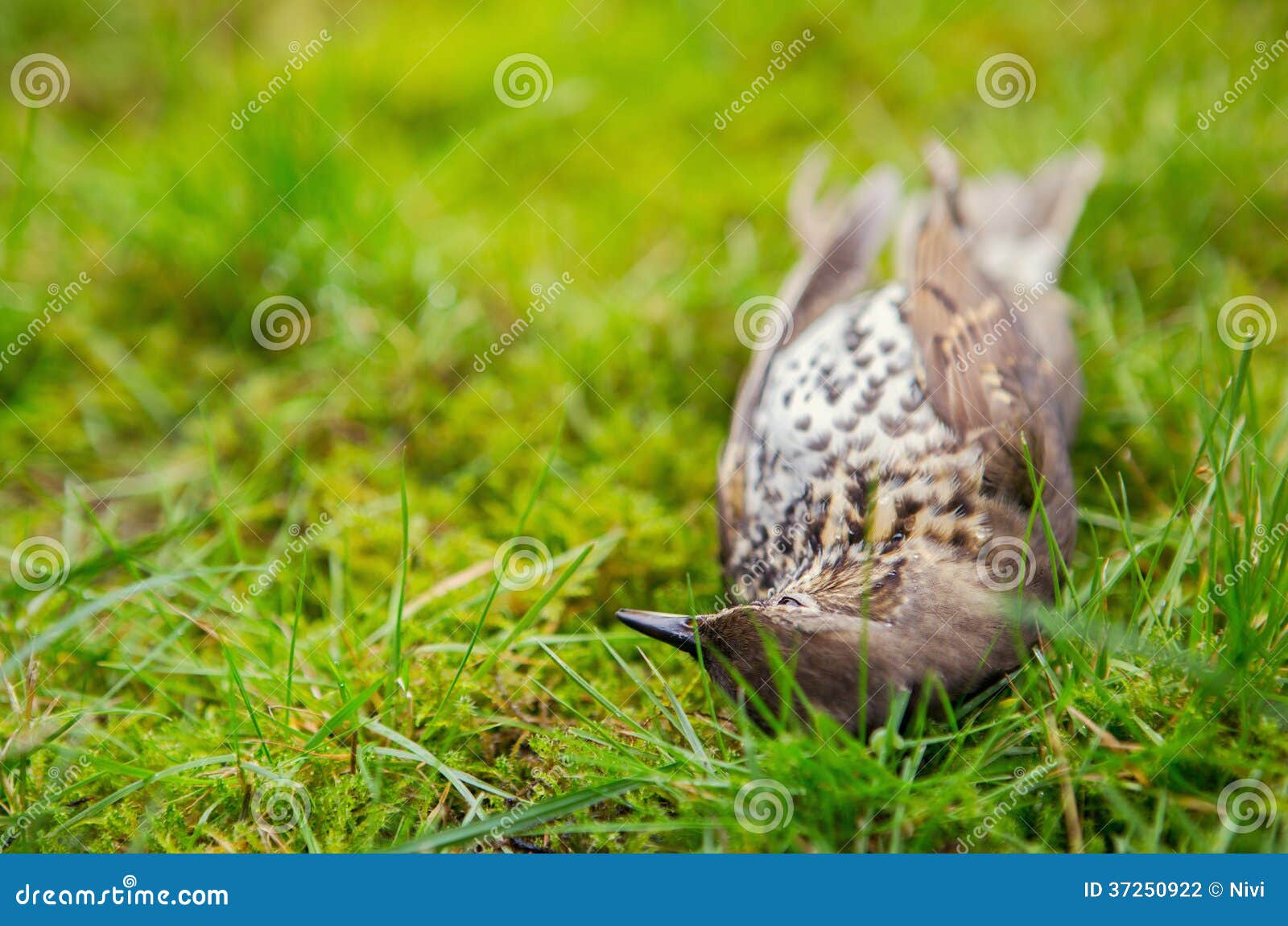 Dead bird stock photo. Image of killed, bird, death, landscape - 37250922