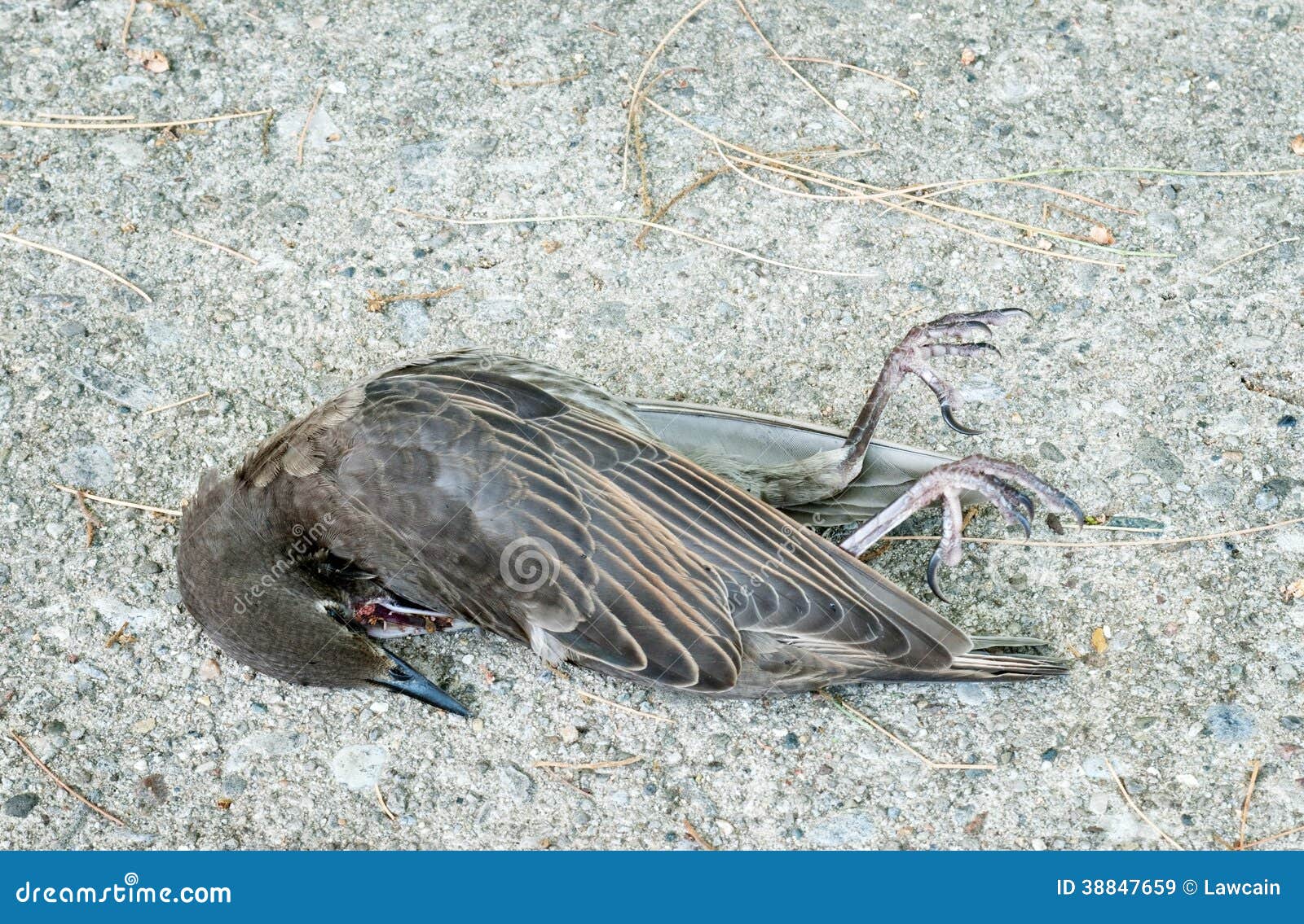 Dead Bird stock image. Image of needles, bird, neck, head - 38847659