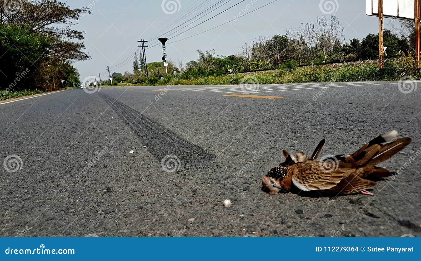 DEAD BIRD on the STREET stock photo. Image of unfortunate - 112279364
