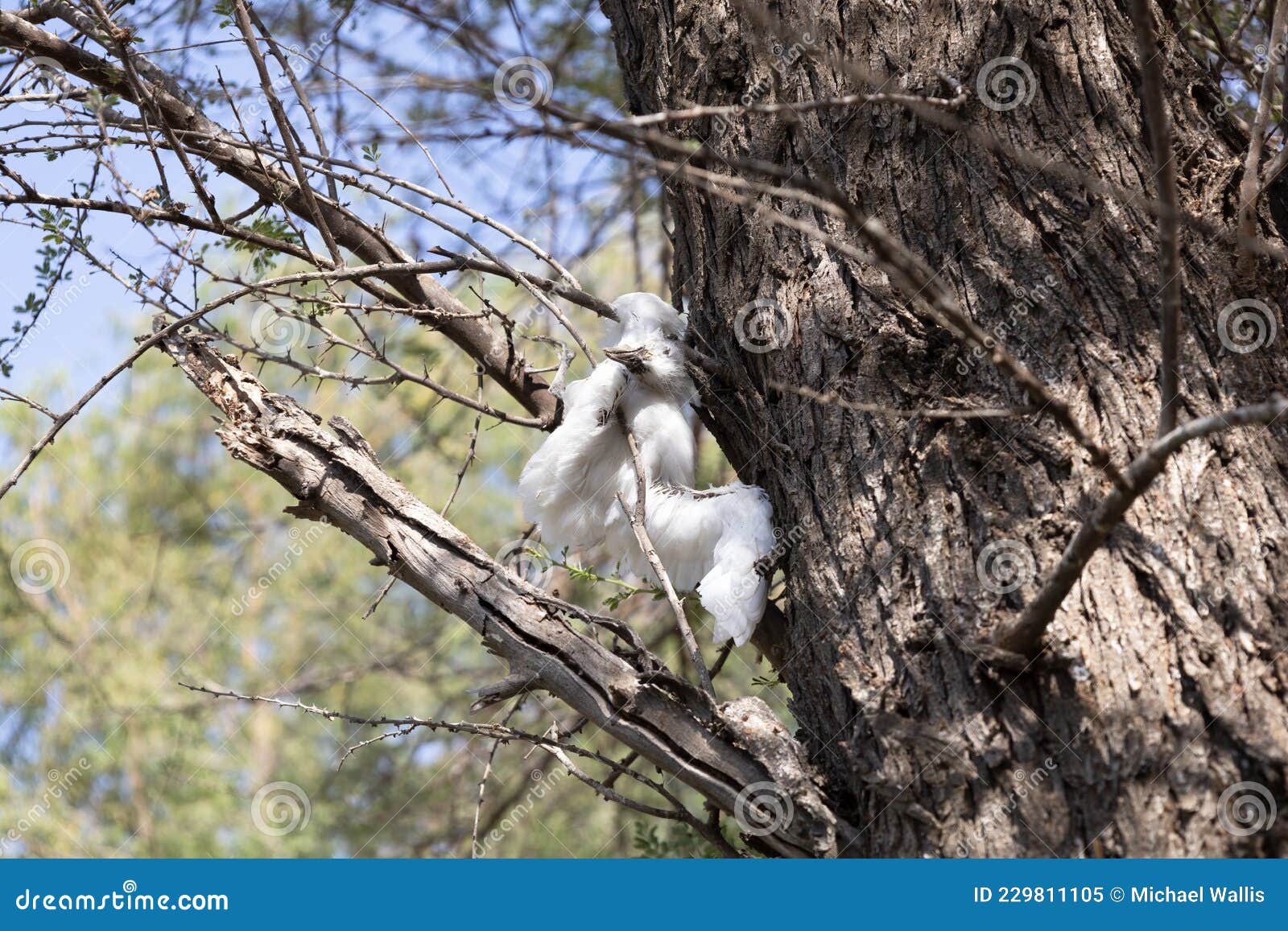 A dead bird in a tree stock image. Image of dead, forest - 229811105
