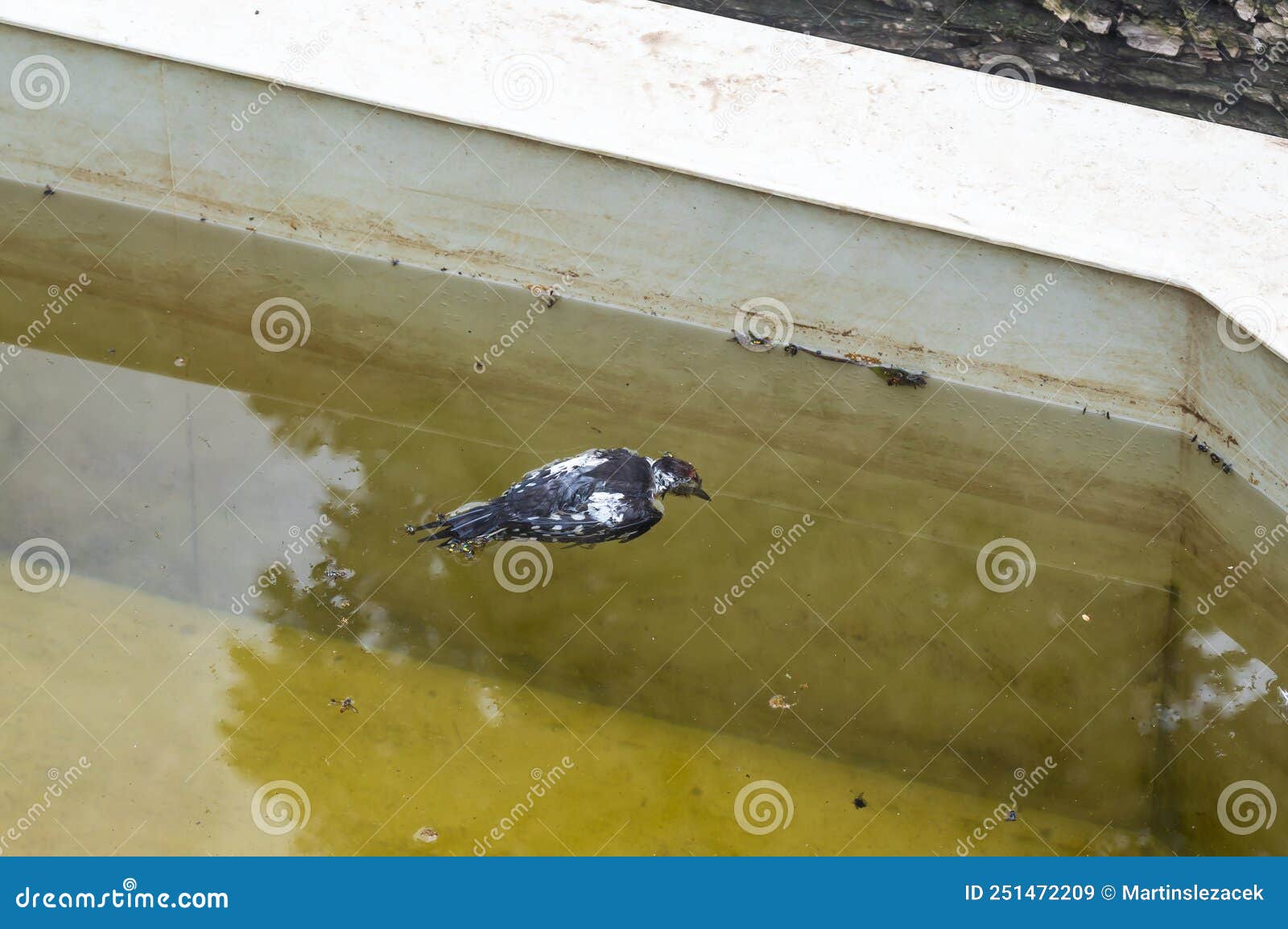 Dead Bird in the Water Tank Stock Image - Image of beak, feather: 251472209
