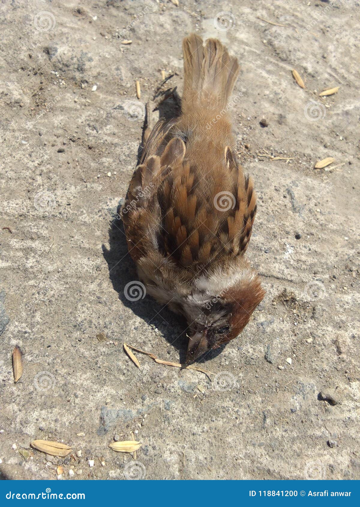 The dead birds stock photo. Image of peak, brown, dead - 118841200