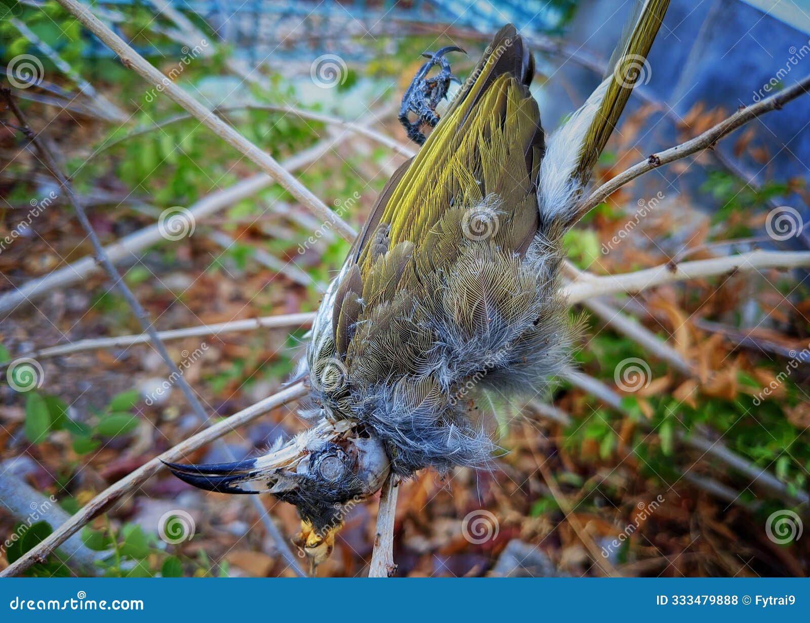 Dead Birds Lay on the Dry Trees Squawking Stock Photo - Image of trees ...